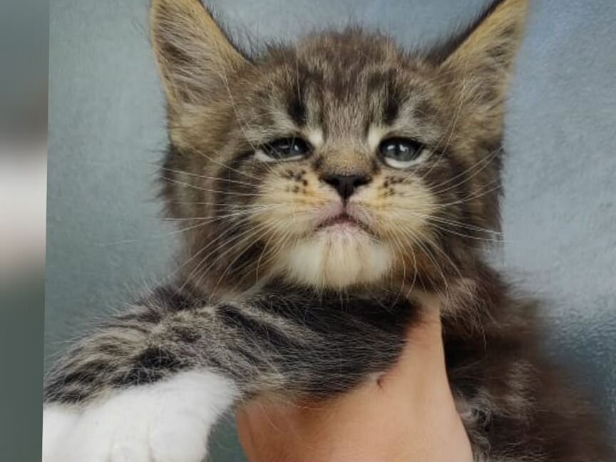 Мейн-кун крупный, мордастик мальчик