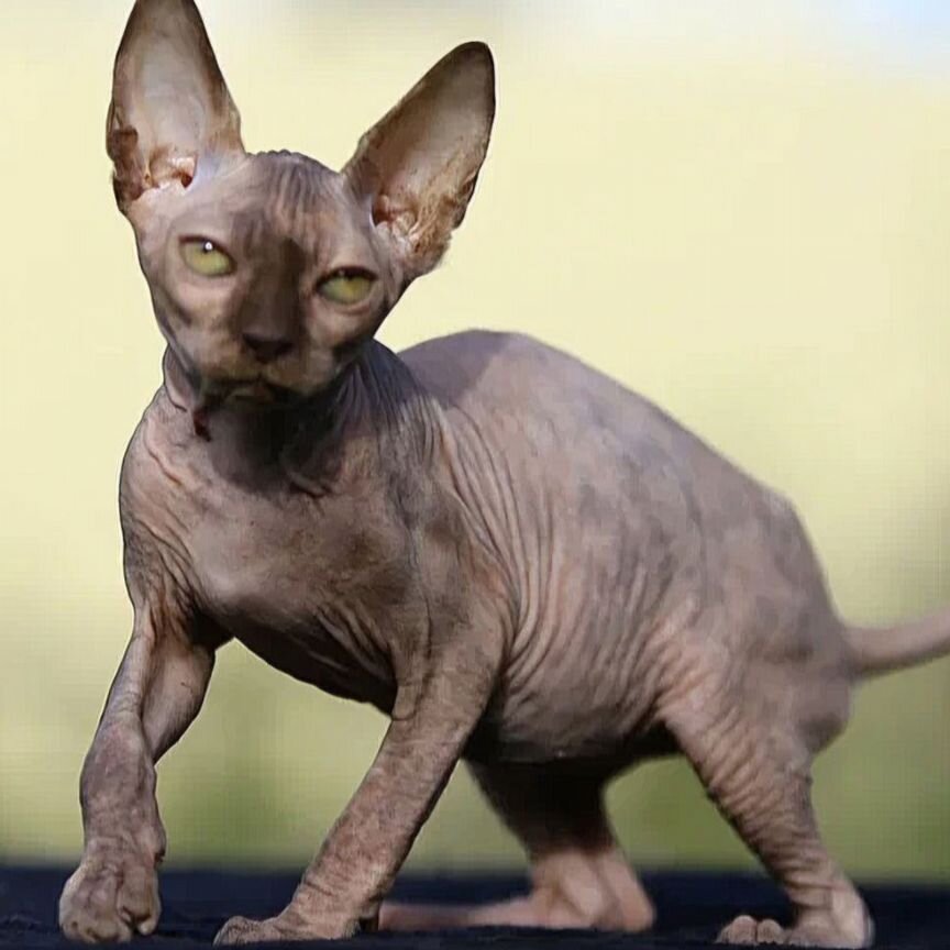 Шоколадная девочка сфинкс