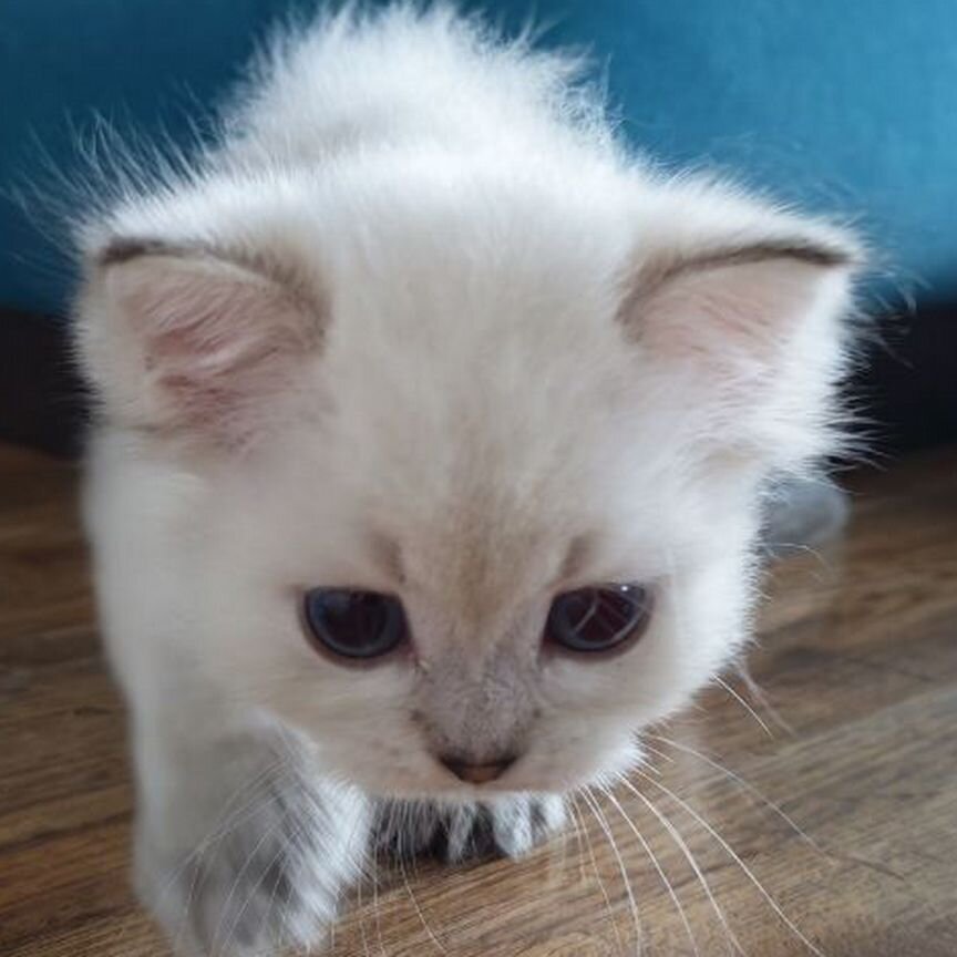 Шотландский вислоухий длинношёрстный котёнок