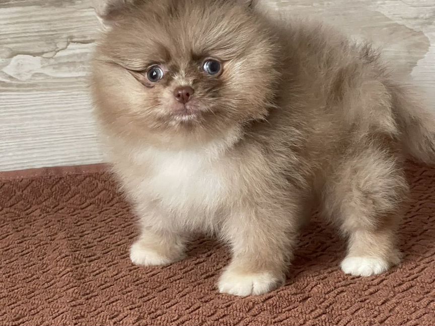 Померанец Девочка щоколадна мраморная