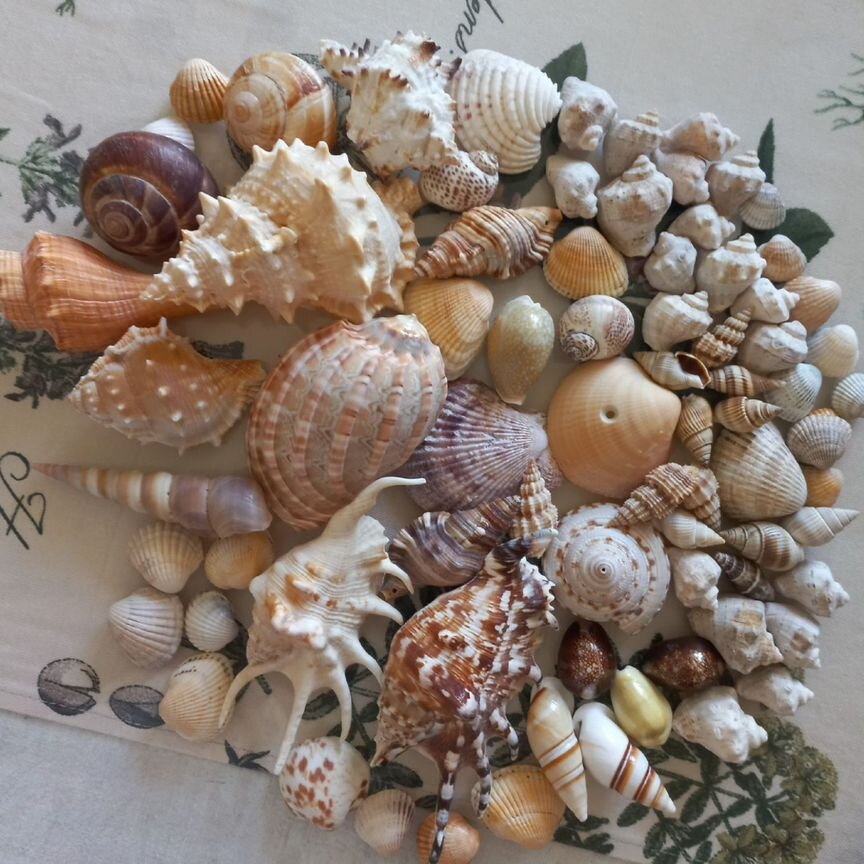 Ракушки морские