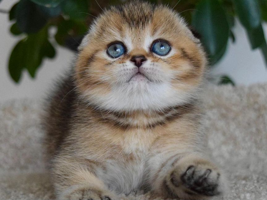 Шотландские вислоухие