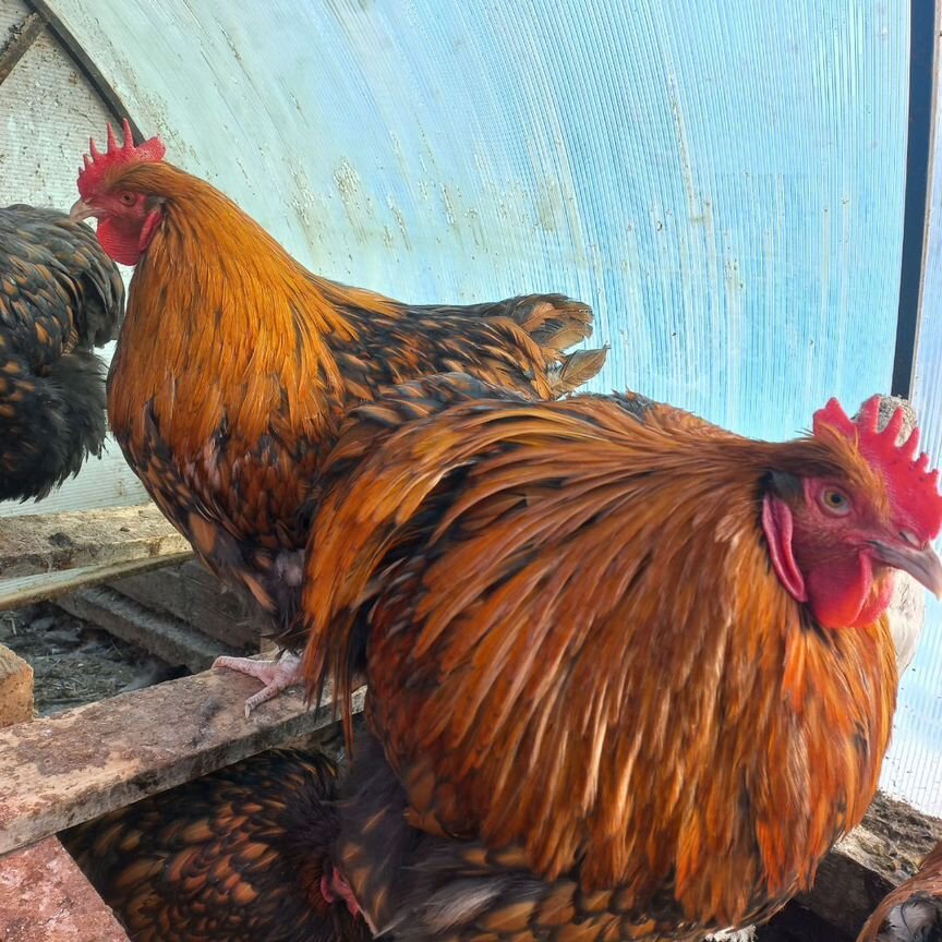 Петух Арпенгтон и Кохенхин