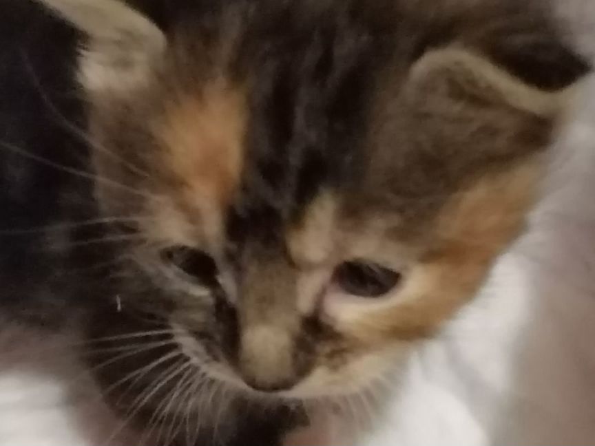 Котята породы Курильский Бобтейл