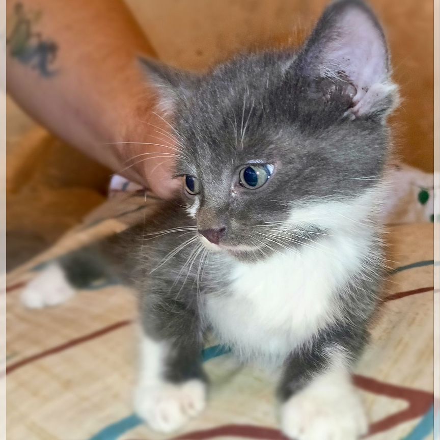 Британский короткошёрстный котёнок