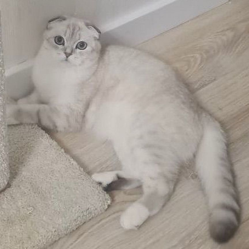 Шотландская вислоухая короткошёрстная, взрослая кошка