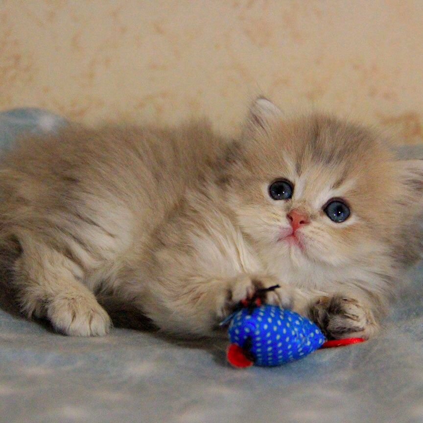 Айсик - голубой золотой хайлендер