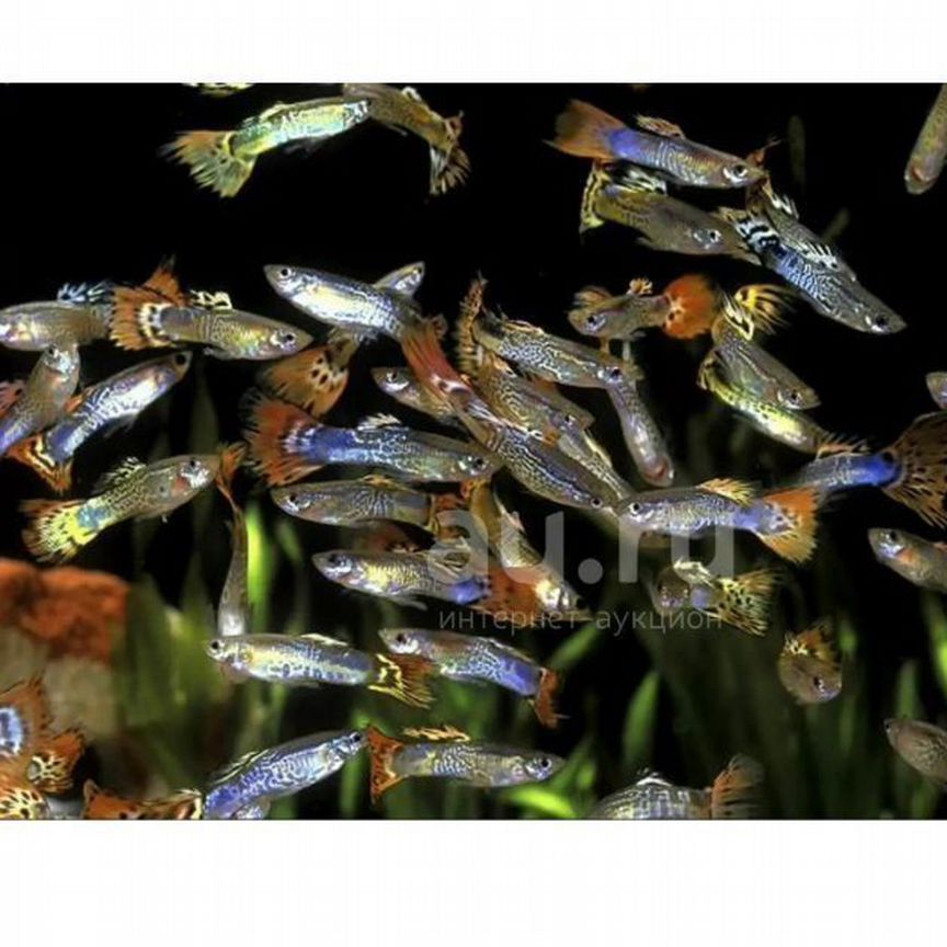 Аквариумные рыбки, раки