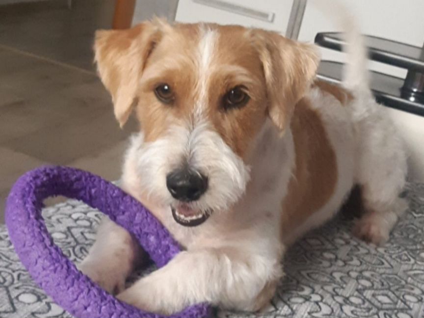 Вязка Джек Рассел терьер