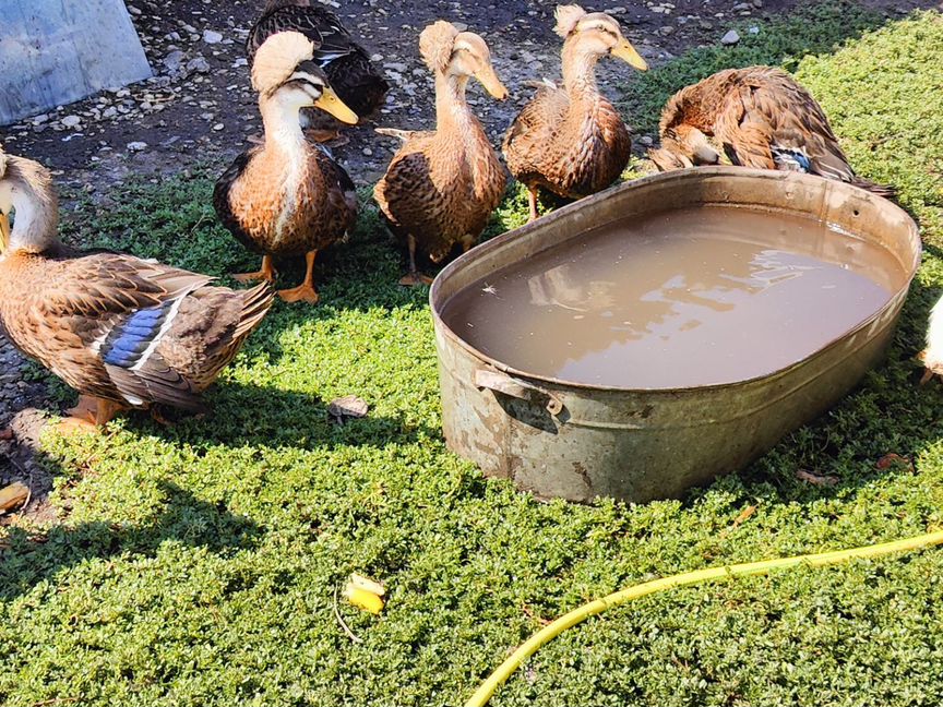 Утка руанская хохлатая