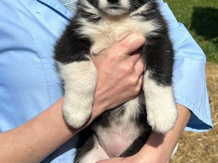 Очаровательные малышки