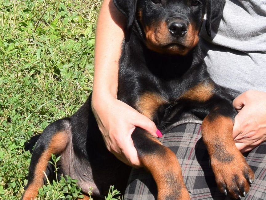 Щенки ротвейлера