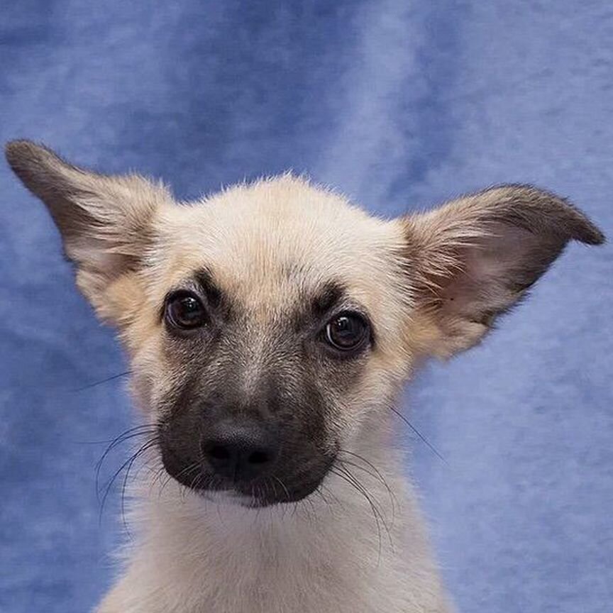 Щенок Румяшка в дар