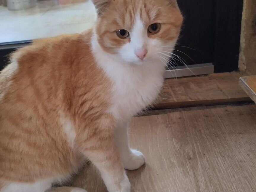 Кот в дар
