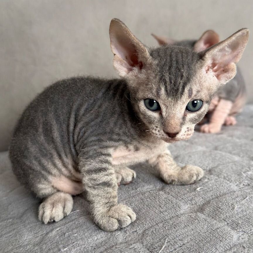 Канадский сфинкс котёнок