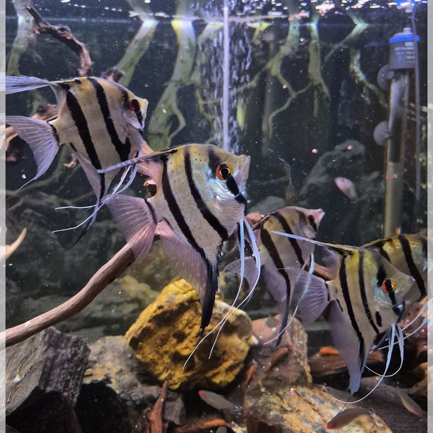 Скалярия Рио-Нанай