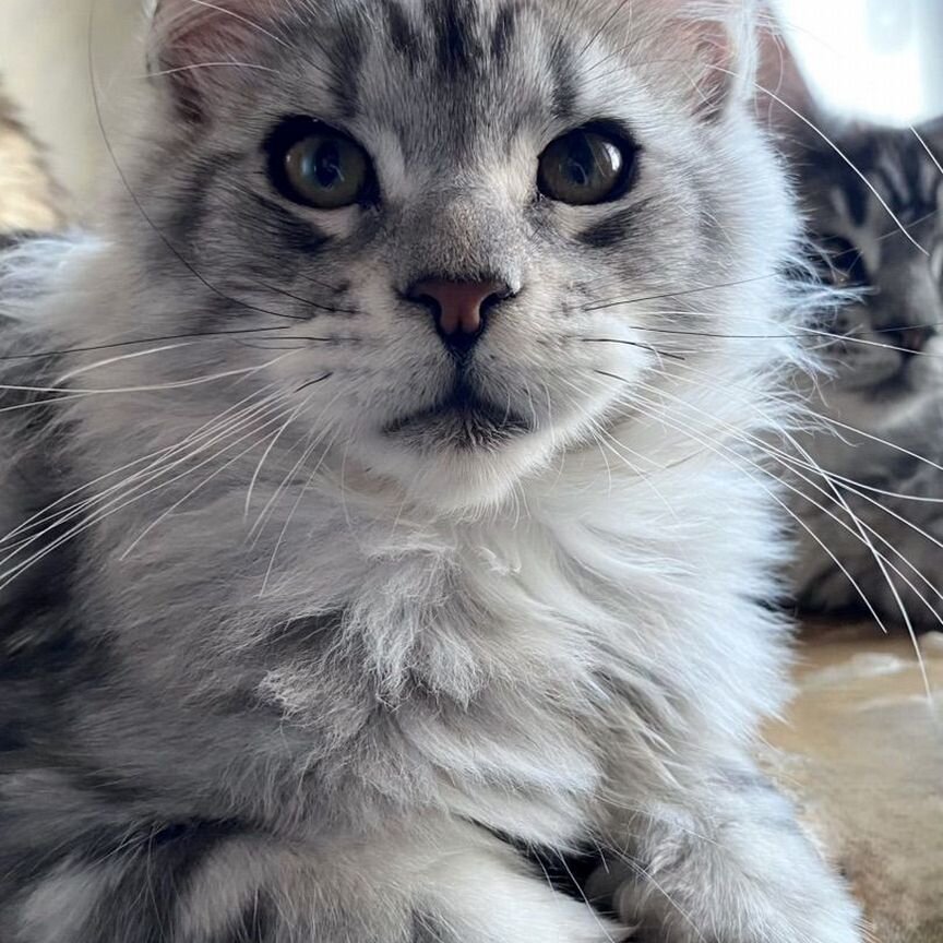 Шикарный котэ