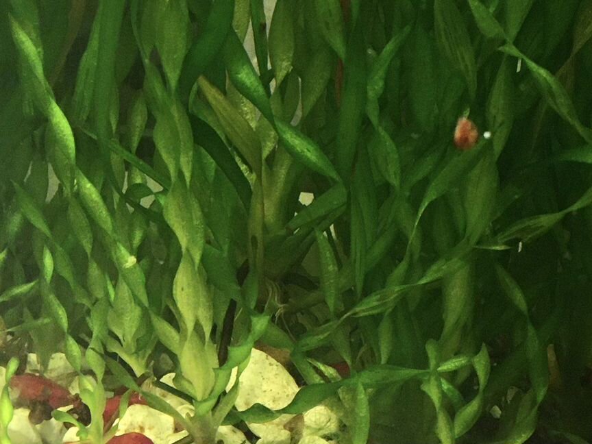 Водоросли для аквариума