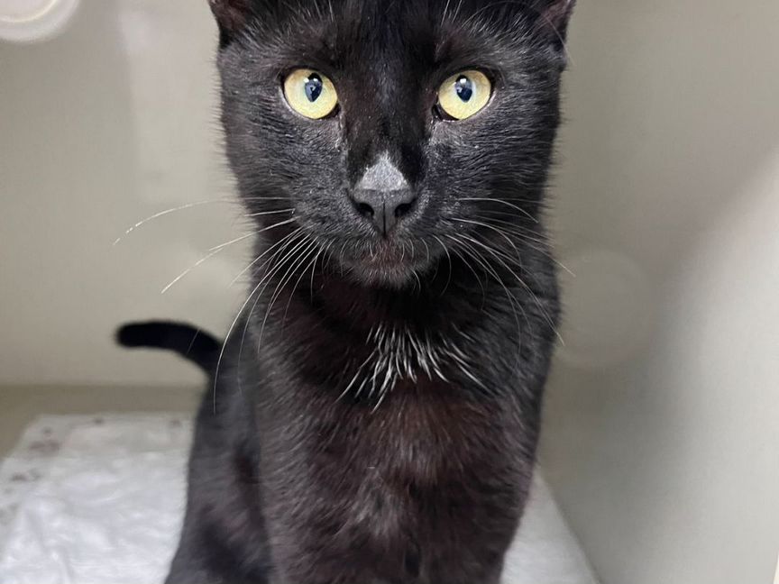 Котик Оникс ищет дом