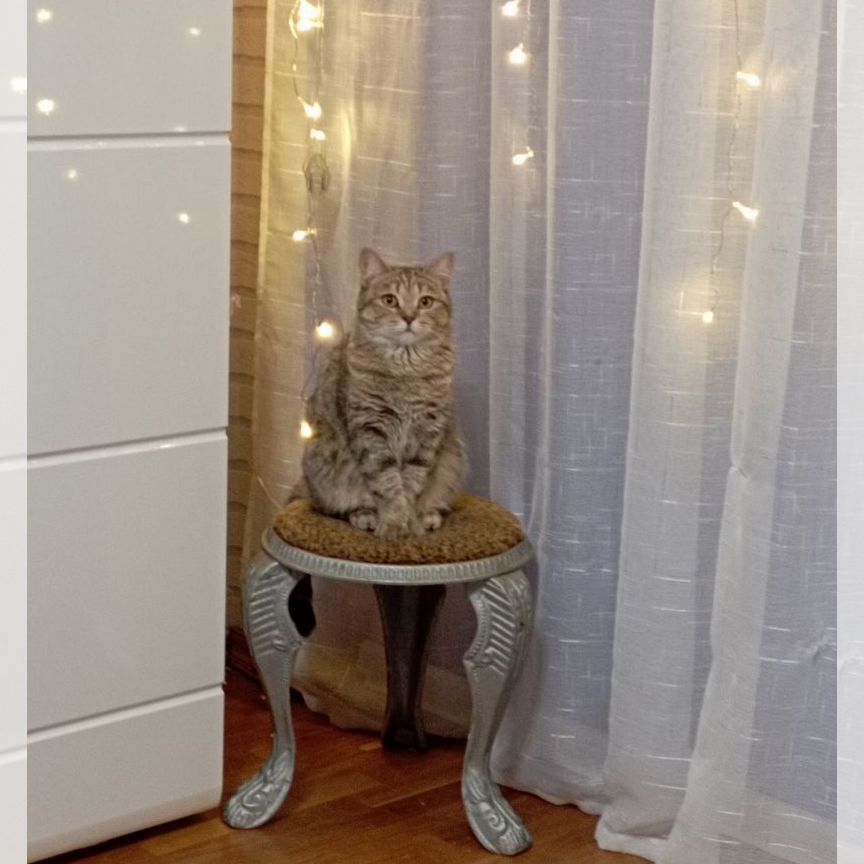 Шотландская кошка