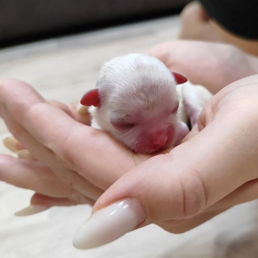 Щенки мальтийской болонки