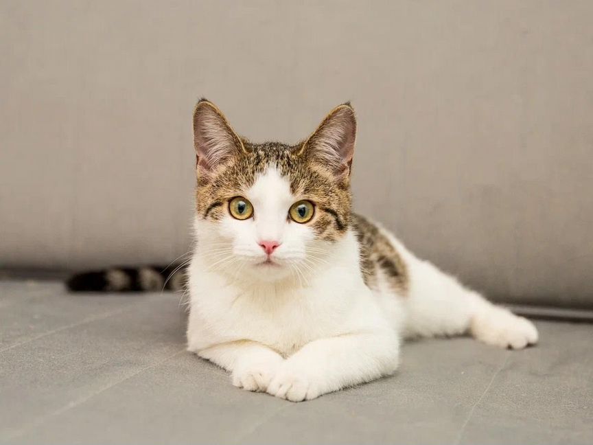 Приютский Котенок девочка Муритта ищет дом