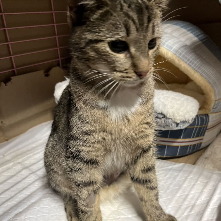 Котёнок " Бемби"