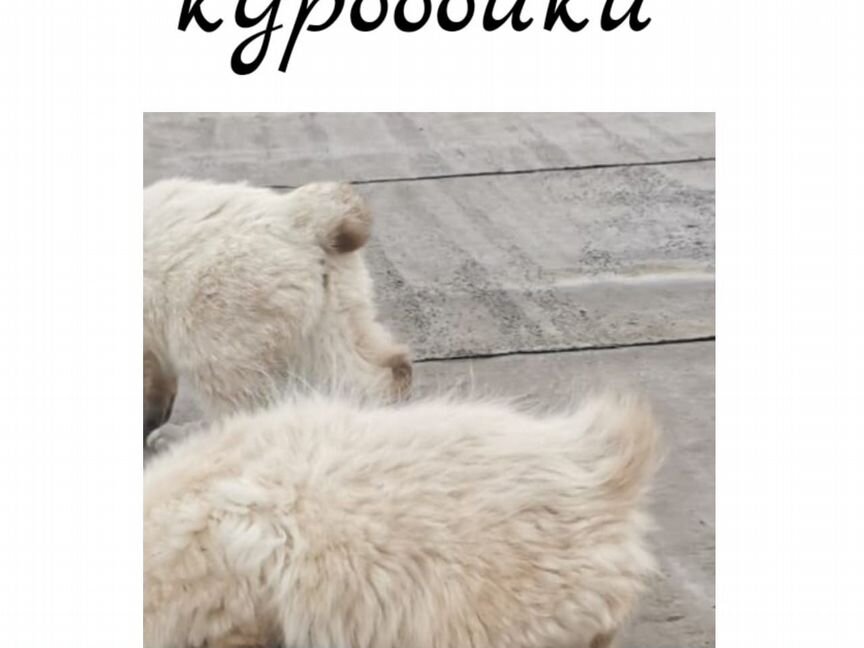 Котята курильский бобтейл белые