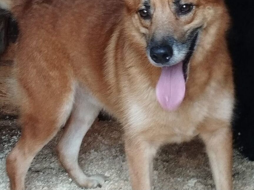 Отдам в надежные руки собаку Шурик