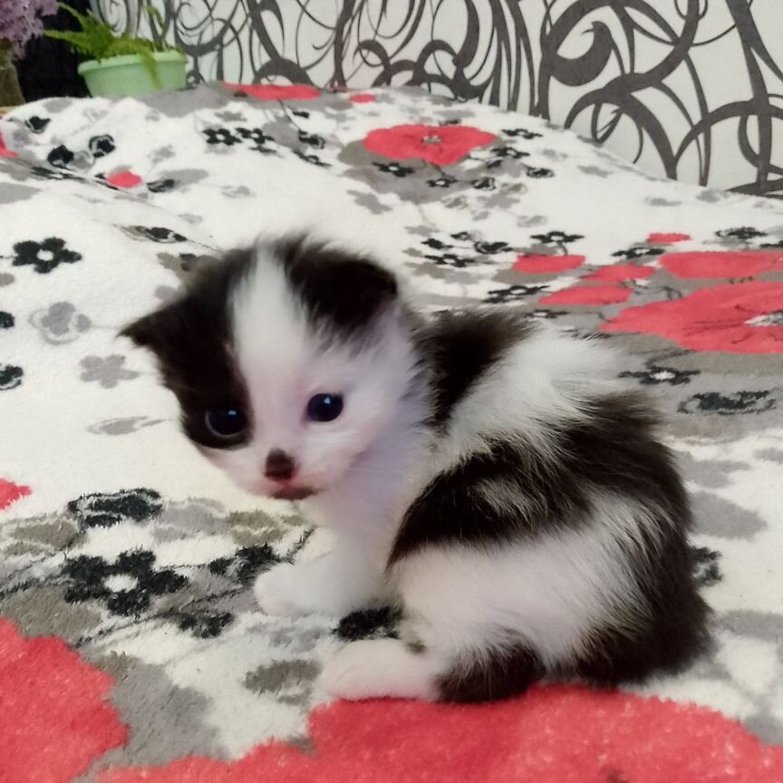 Котёнок в добрые руки