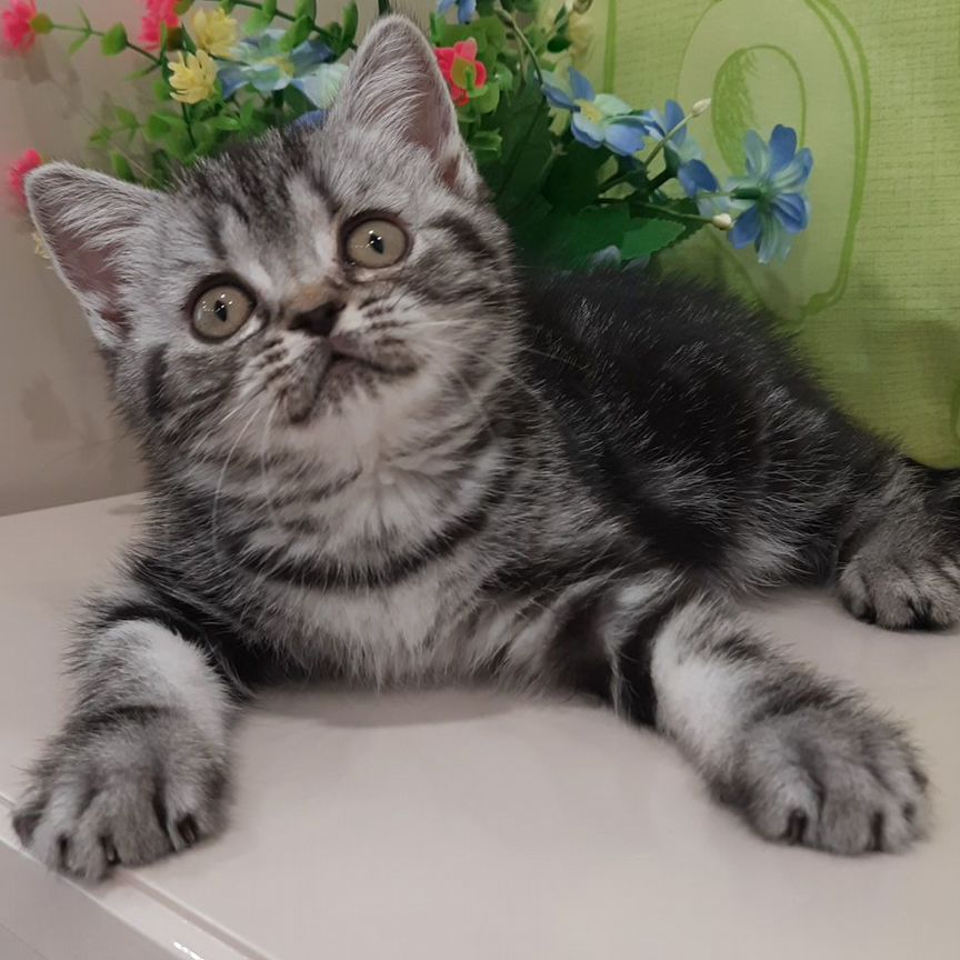 Британский короткошёрстный котёнок