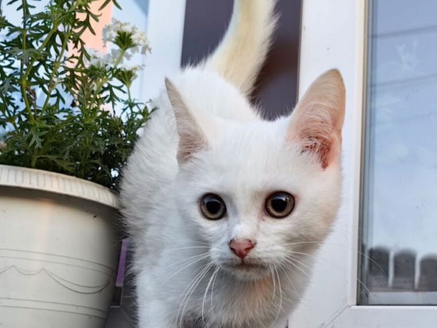 Белоснежный котенок мальчик