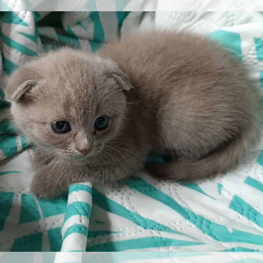 Шотландские котята