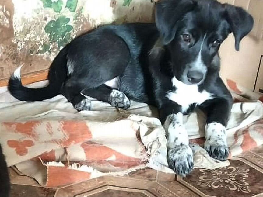 Метисы из Якутска