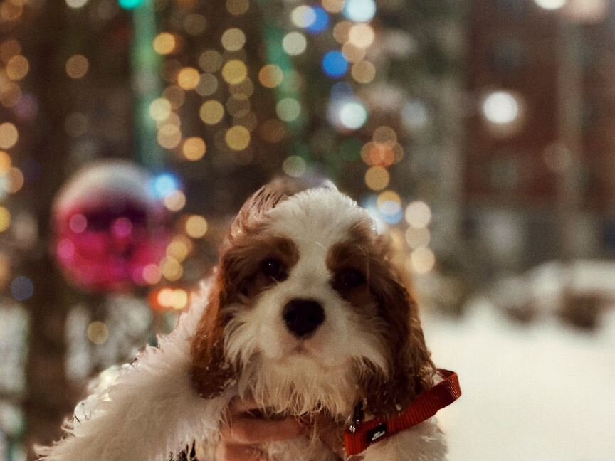 Кавалер кинг чарльз спаниель щенок