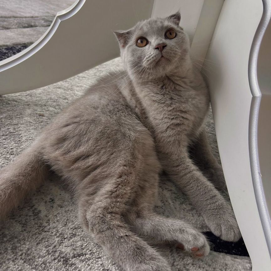 Шотландский кот вязка