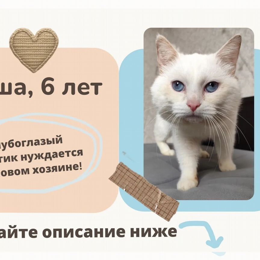 Взрослый кот в добрые руки