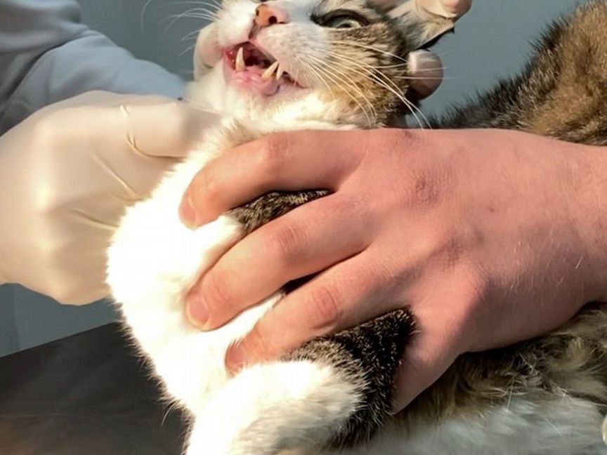 Кошка без зубов в добрые руки