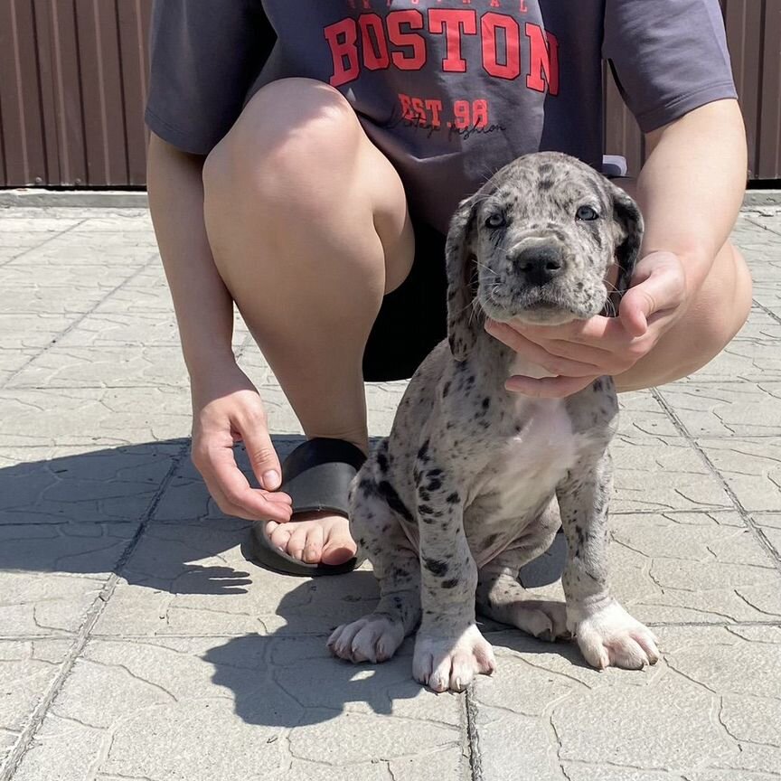 Немецкий дог,девочка (есть доставка)