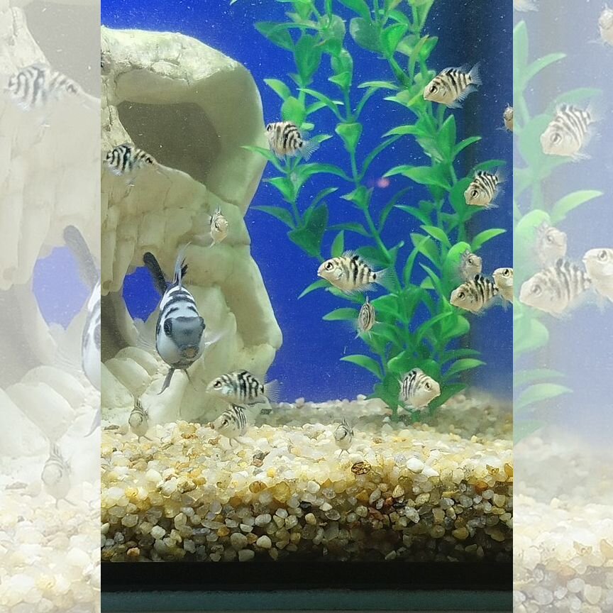 Мальки сапфировый попугай