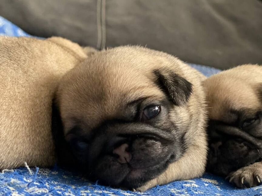 Щенки Мопса