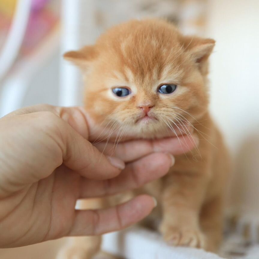 Британские котята