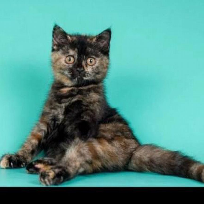 Шотландская прямоухая короткошёрстная, взрослая кошка