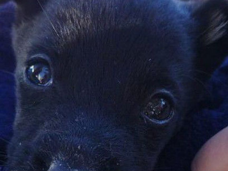 Щенок девочка Сирота ищет родителей