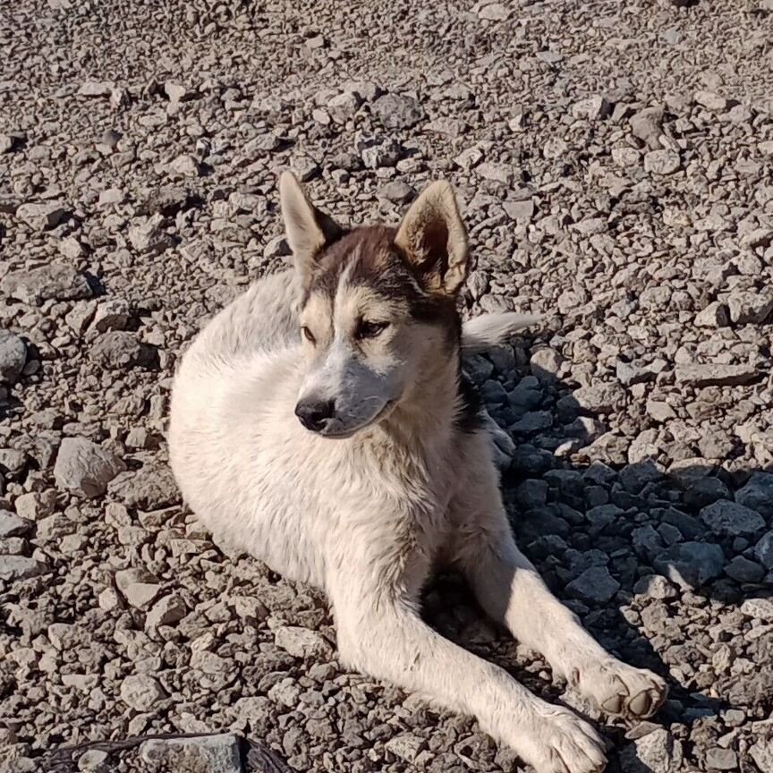 Щенки 6 месяцев, привиты, стерилизованы