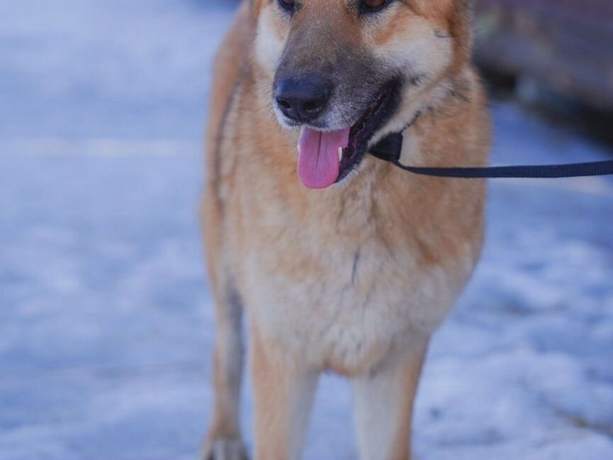 Очаровательная Лила ищет дом