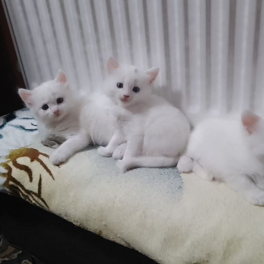 Отдаются котята