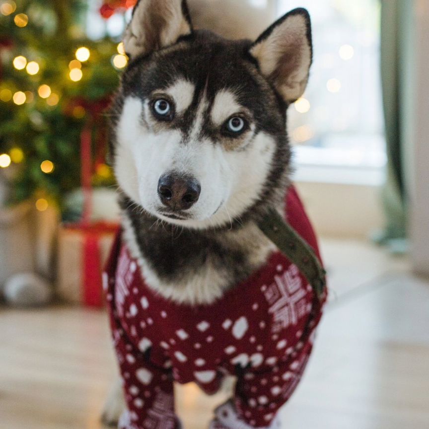 Чудо хаски. Заниженная версия