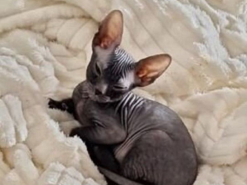 Котята сфинкс