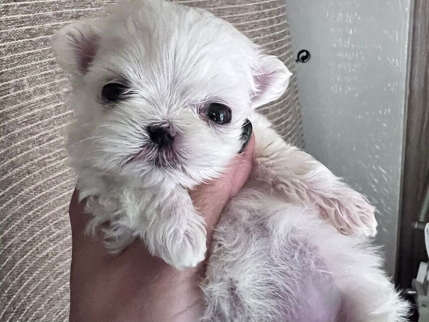 Мальтезе мини